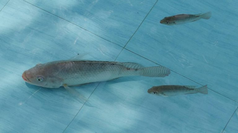 RAS Fish Farming Design - Aquaculture Tilapia